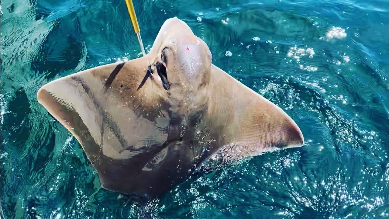 Cownose Ray Fight While Tog, Seabass and Flounder Fishing with Big Ed ...