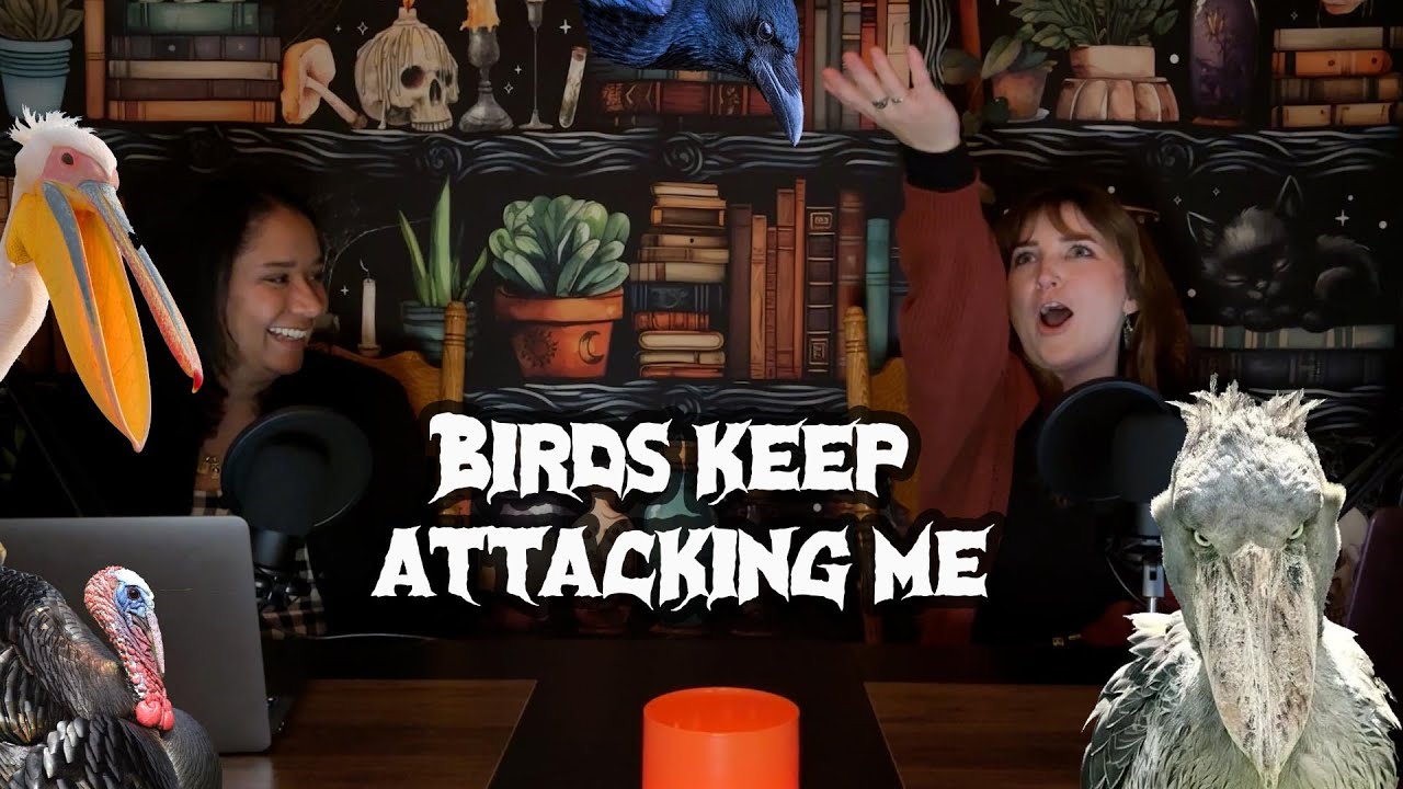 What Was That?? Ep 59: Birds keep attacking me - YouTube