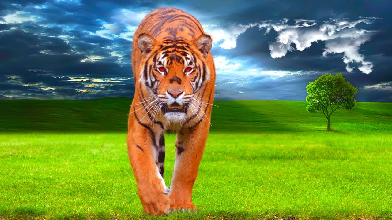 Tigre - Som dos Tigre Rugindo - YouTube