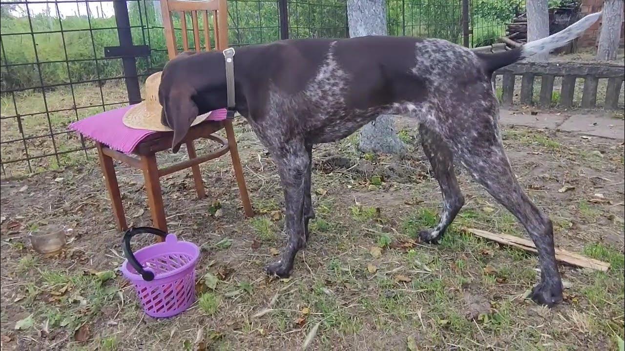 моя собака як мала дитина ️🐾🔥 - YouTube