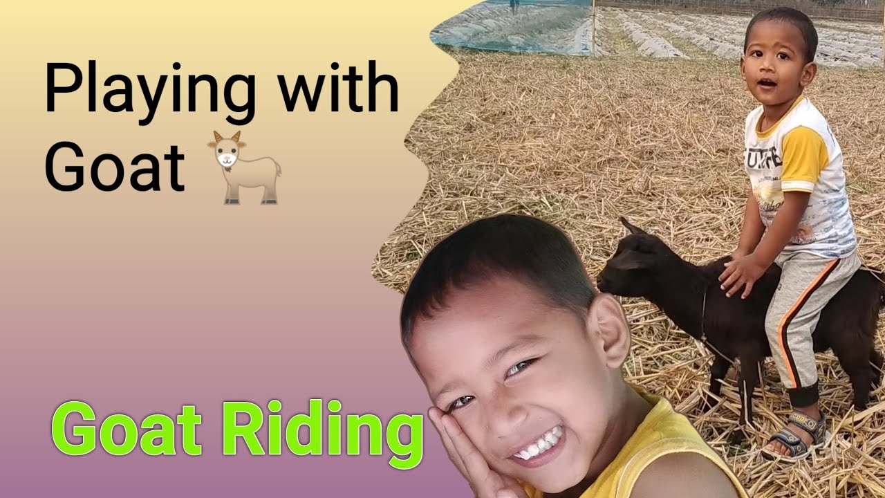 Goat Riding Training || Playing with Goat - YouTube