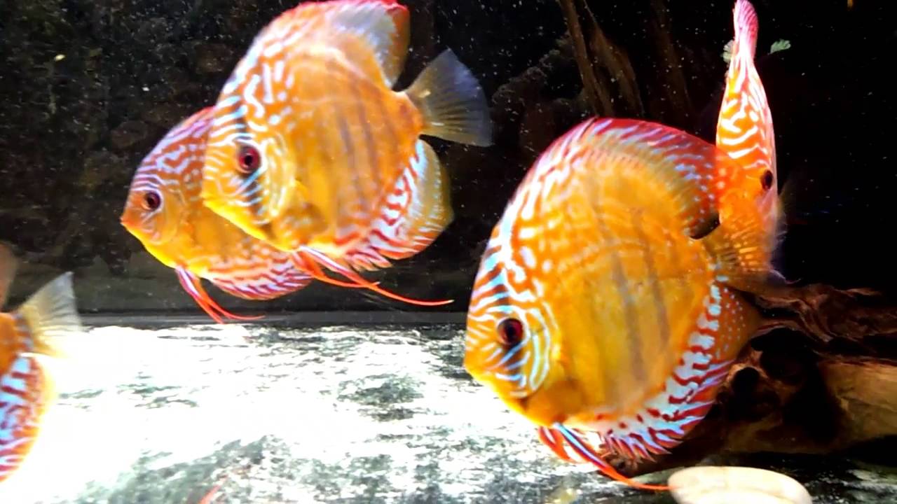 Дискусы / Малыши выросли / Discus. The kids have grown - YouTube