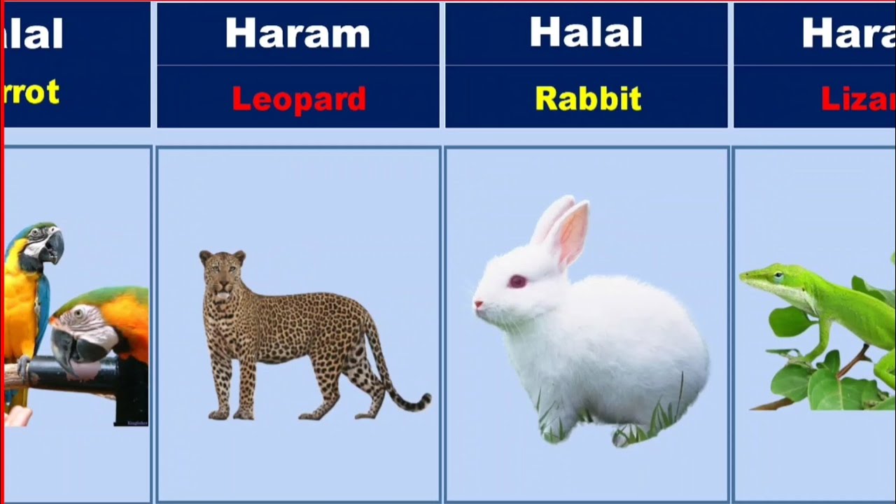 Halal and Haram meat according to the Islamic principles. - YouTube