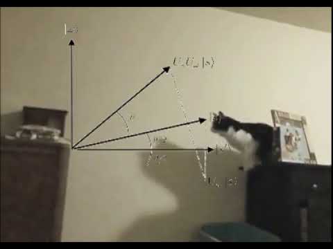 Very Genius Cat does Mathematical calculations to jump. - YouTube