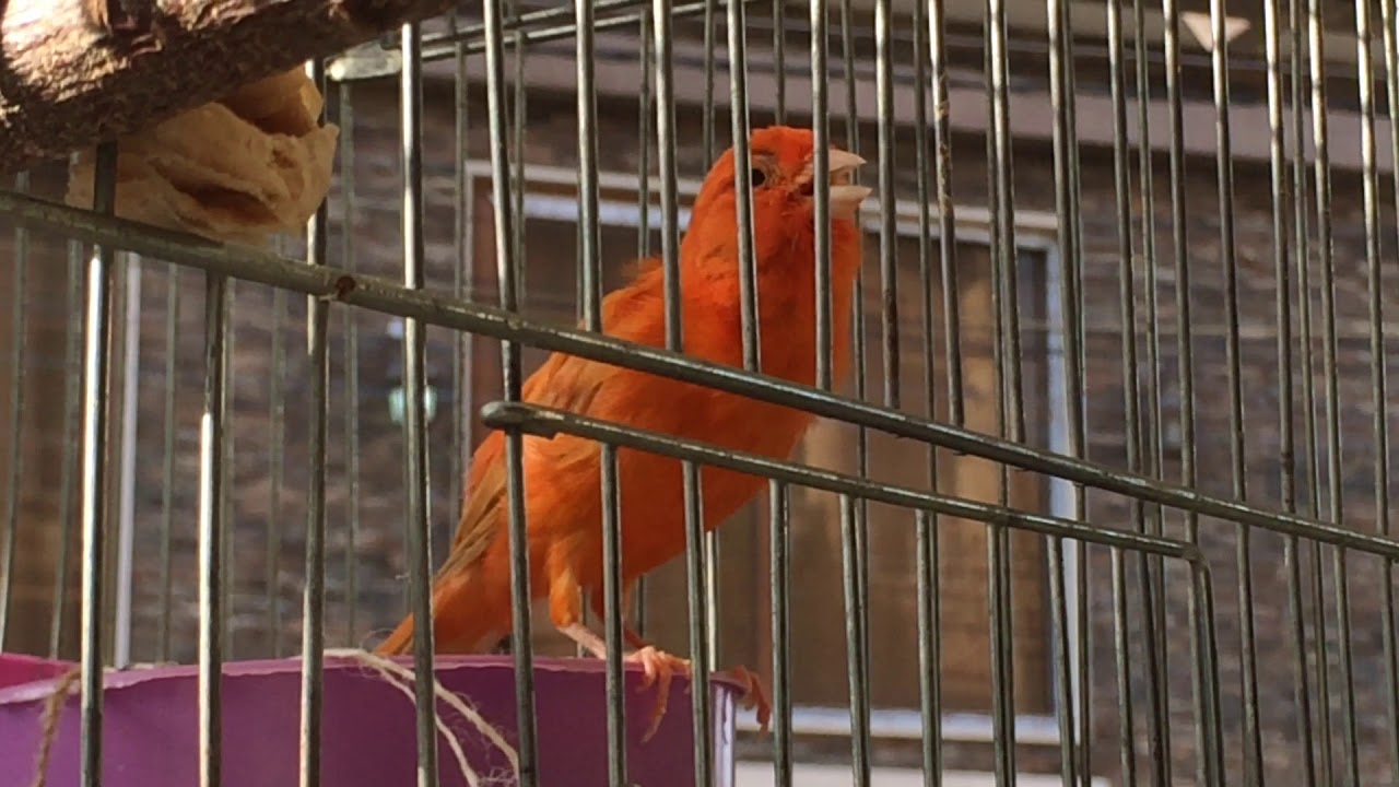 Red Isabel canary singing - YouTube