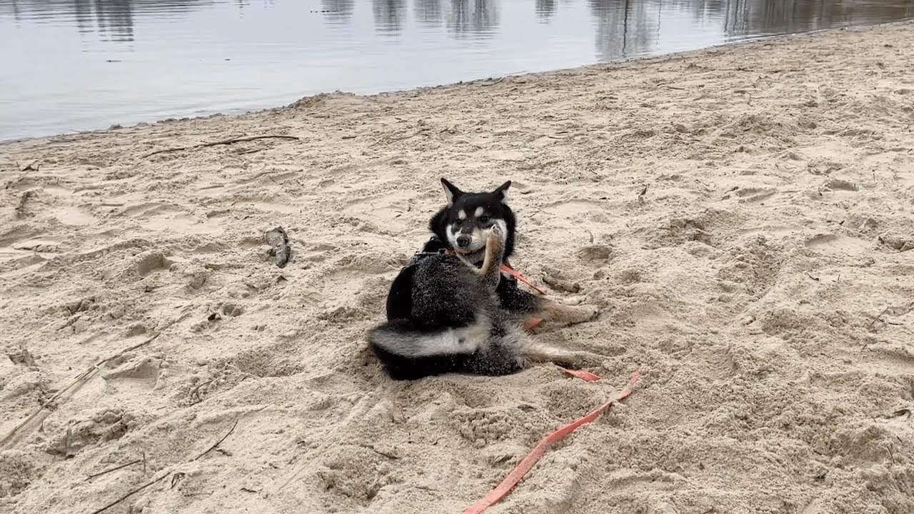 Our Shiba Inu Had Fun in the Sand - YouTube
