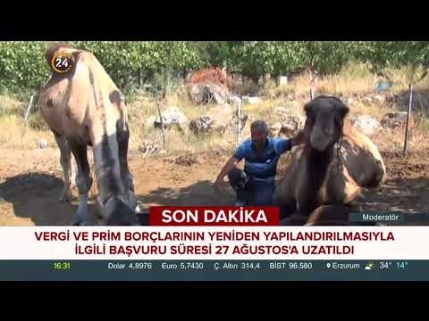 Güreşçi deve satışa çıkarıldı