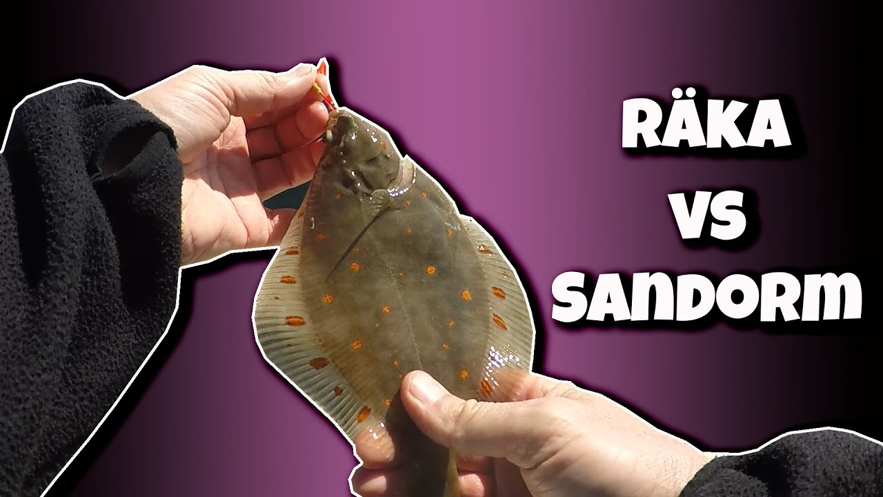 Plattfisk i Öresund - Räka vs Sandorm - YouTube