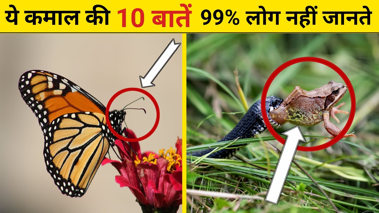 10 Amazing Facts You Must Know | Top 10 Facts - YouTube