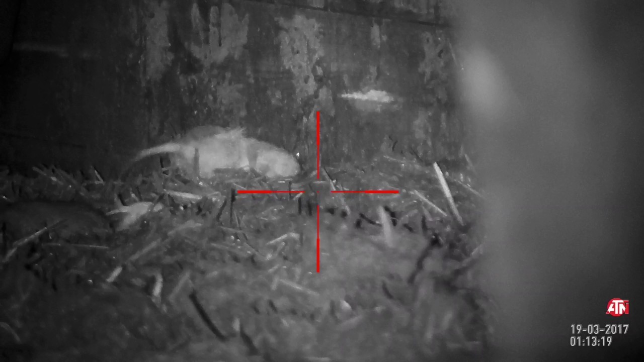 ATN X-Sight Spring Rats - YouTube
