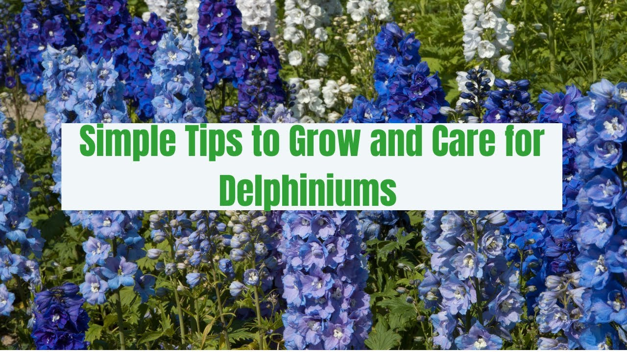 How to grow and care for delphinium plant | Gardening Glory - YouTube