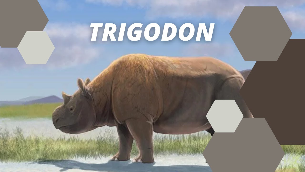 Trigodon - um mamífero com casco extinto | Fósseis do Museu #14 - YouTube