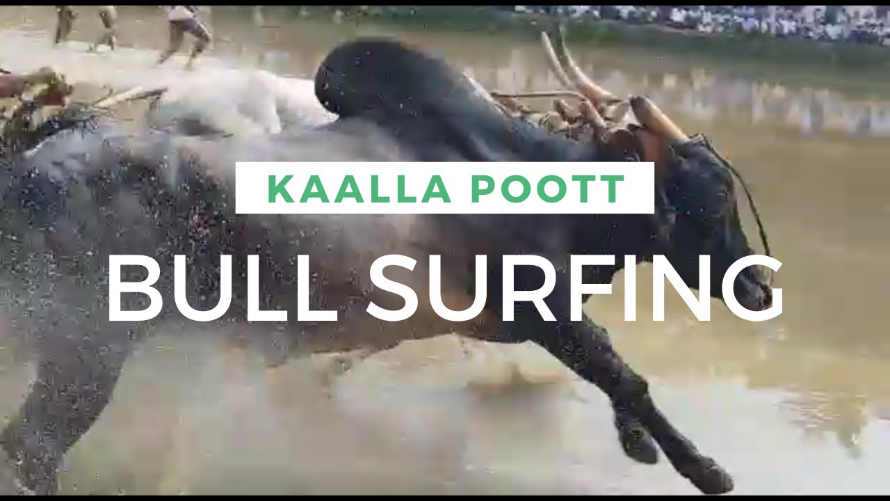 KAALLA POOT | BULL SURFING| BULL RACE | KAALLA POOT IN KERALA INDIA ...