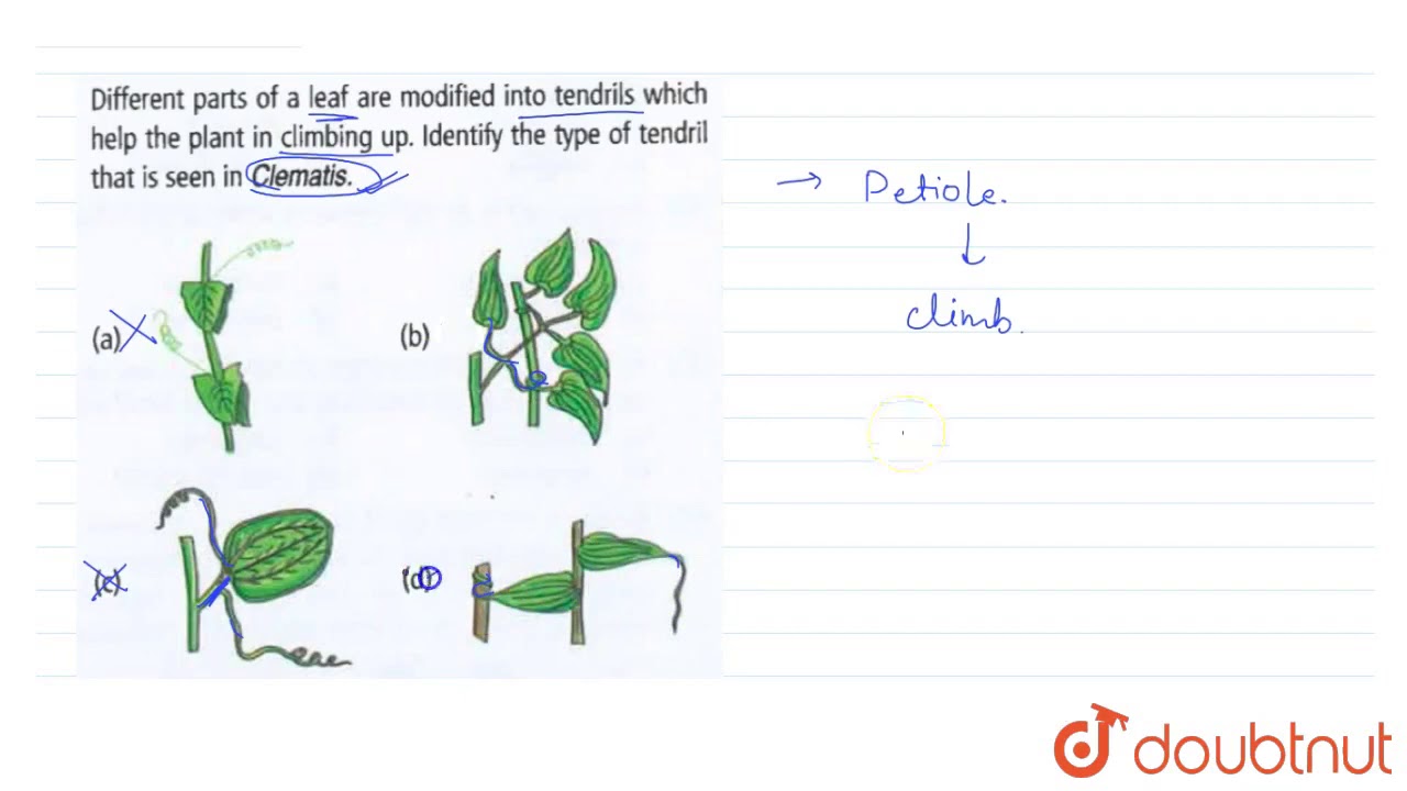 Stem Tendril