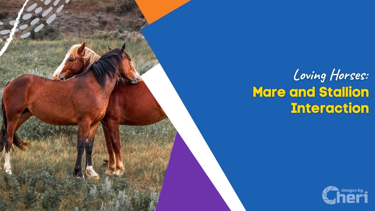 Loving Horses: Mare and Stallion Interaction - YouTube
