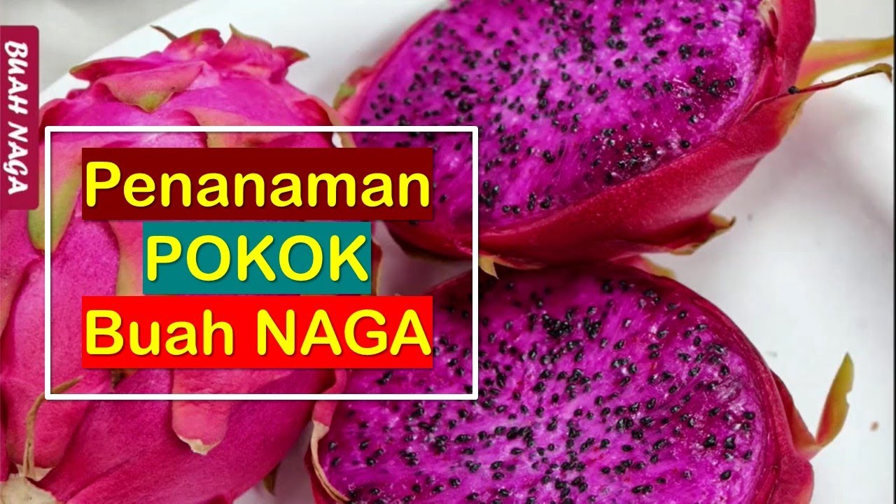 [ Buah BUAHAN ] CARA Tanam Dragon Fruits / Buah NAGA Dan Tips Penjagaan ...