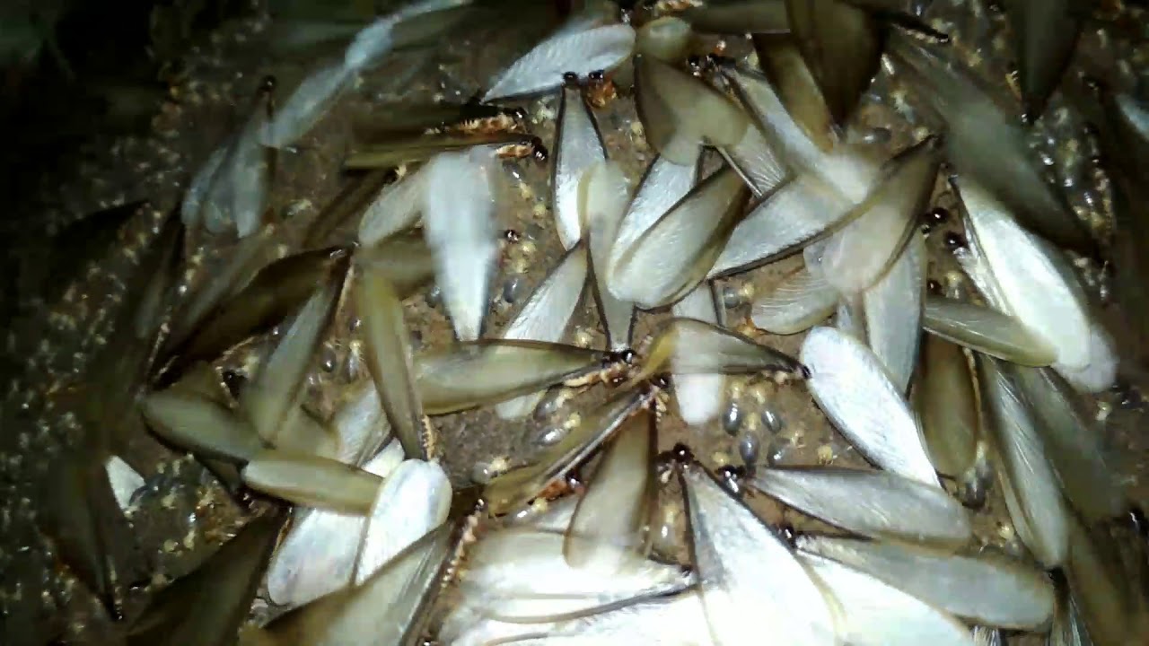 Aleluias os cupins alados, sinal de primavera e chuvas! - YouTube