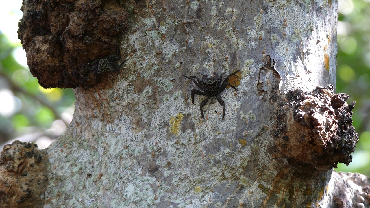 FL - 2017 Mangrove Tree Crabs - YouTube