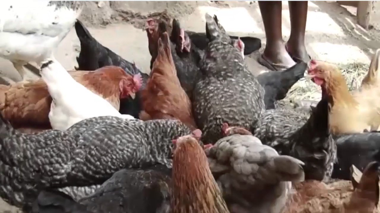 IBIRYO BY'AMATUNGO NGO BIRACYAHENZE By Fulgence - YouTube