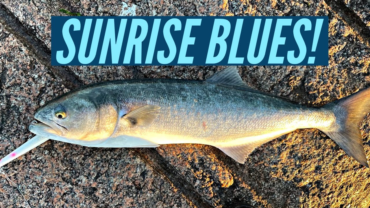 Sunrise Topwater Bluefish! Jetty Fishing Long Island! - YouTube