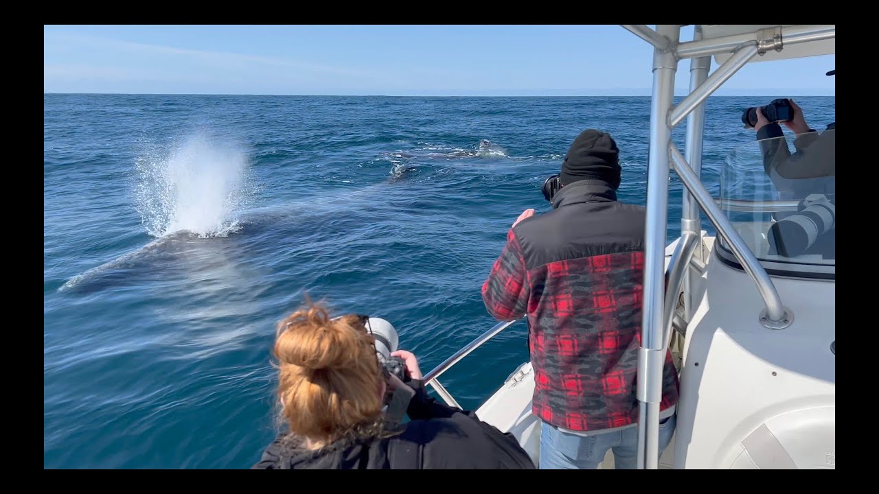 Friendly Gray Whales in Monterey Bay! - YouTube
