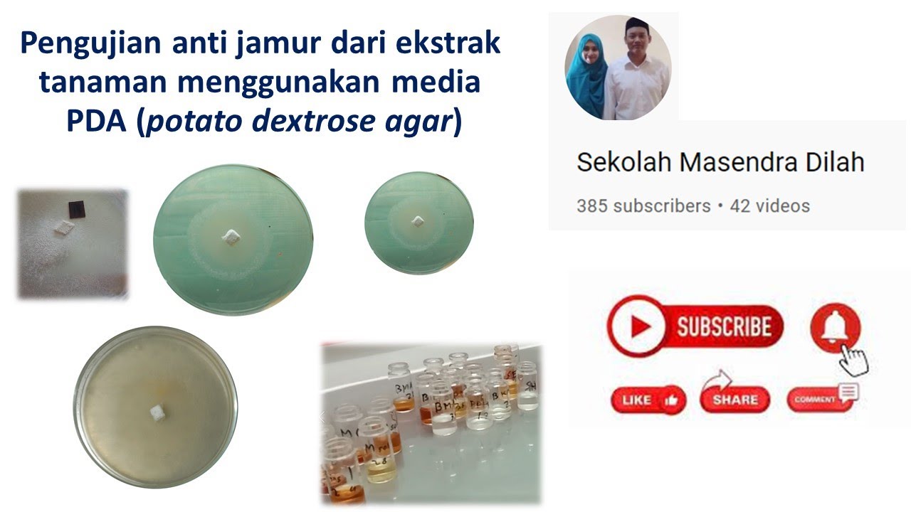 Pengujian anti-jamur dari ekstrak tanaman menggunakan media PDA (potato ...