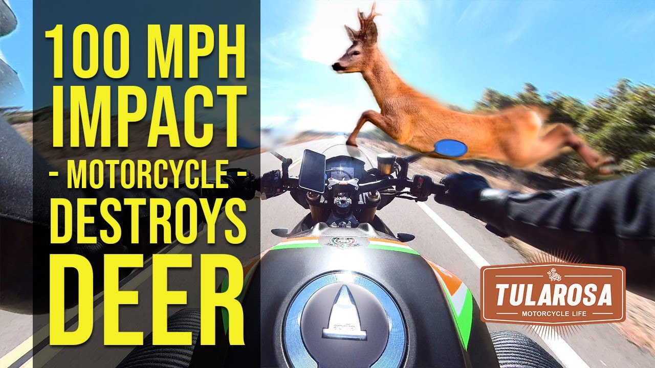 Motorcycle Strikes Deer at 100 MPH: Frame by Frame Breakdown of ...