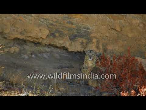Snow Leopard amazes wildfilmsindia crew