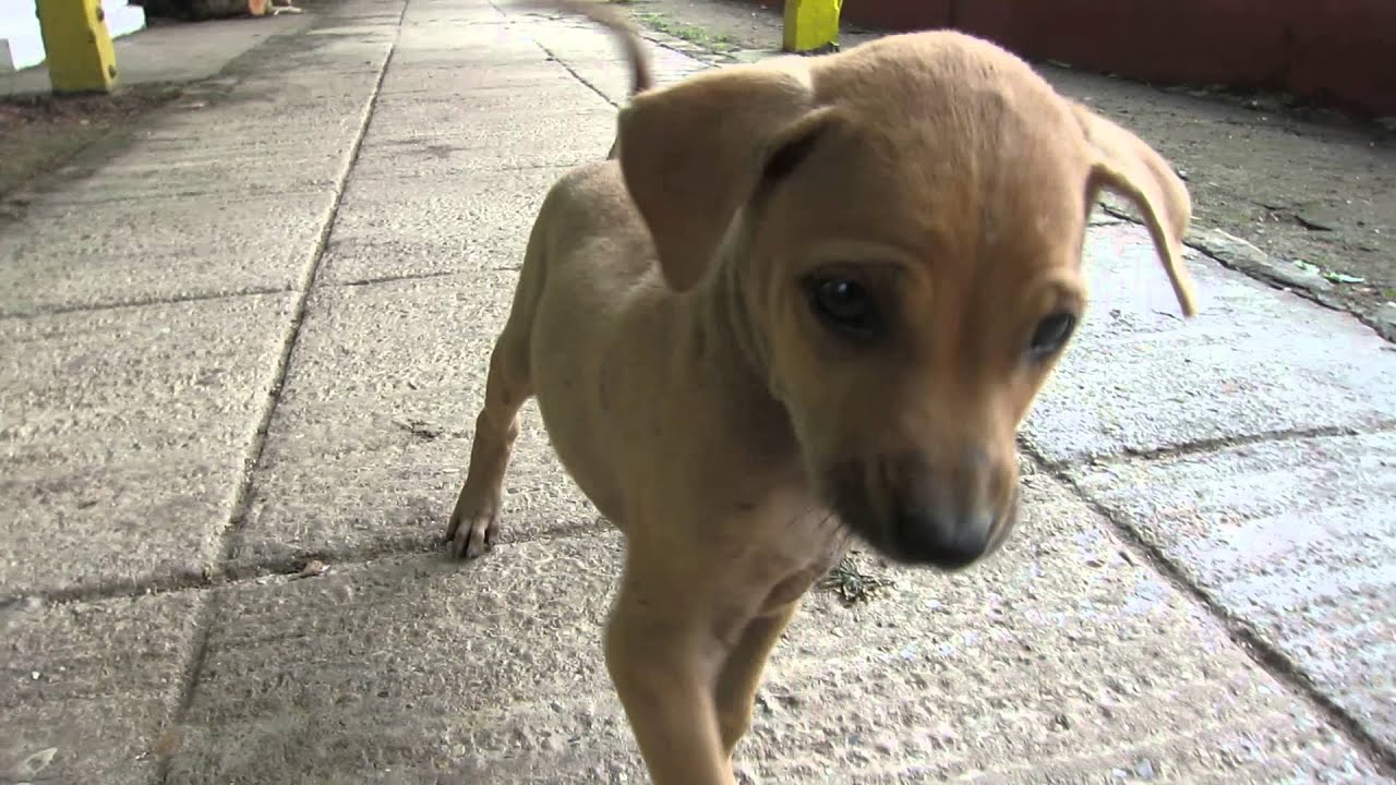 ADORABLE Street Puppy at Myanmar Pagoda - YouTube