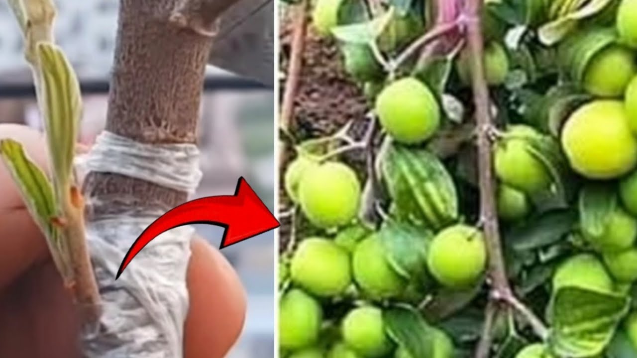 Air Layering in Ber Plant || Easy Propagation Tutorial || Step-by-step ...