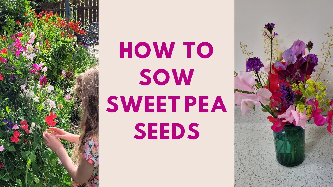 How to Plant Sweet Pea Seeds for Beginners - YouTube