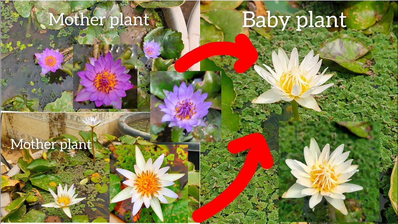 pollination in water lily/water lily flower polination effects/ water ...
