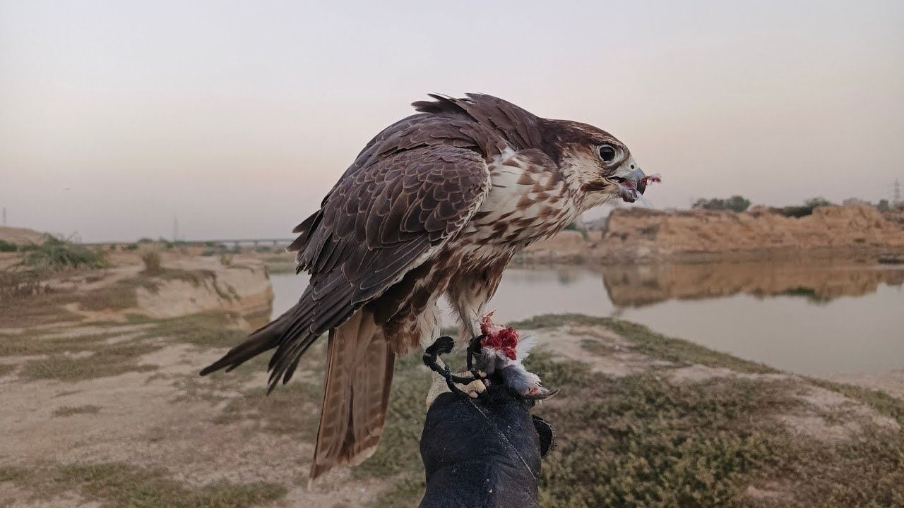 Laggar Falcon Takes Flight Again! - YouTube