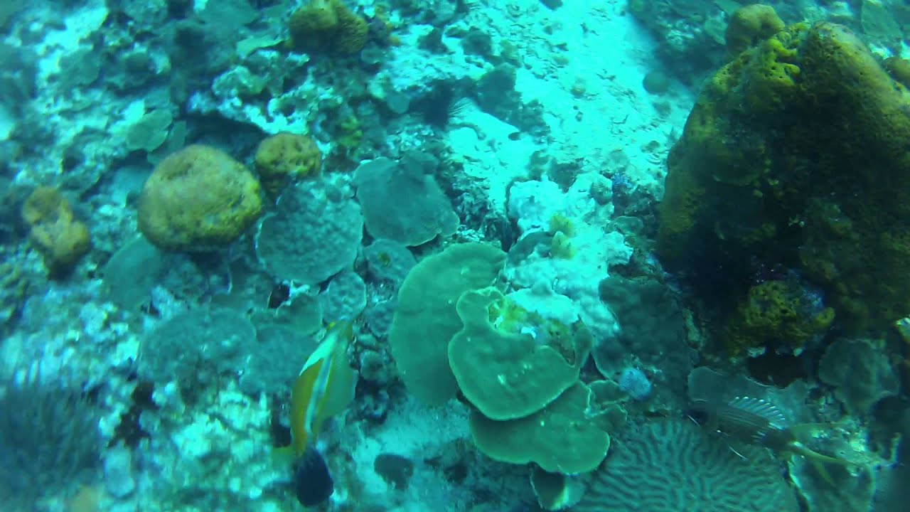 poisson bourse - YouTube