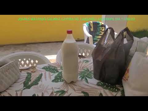 JOARES E FAMÍLIA MATANDO AS GALINHAS CAIPIRA PARA O ALMOÇO EM JACARAIPE DIA 17/04/23
