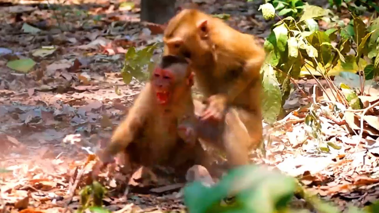 OMG! A young monkey run very fast to biTe a little monkey Bravo while ...