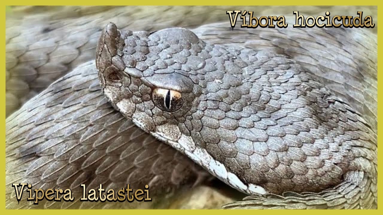 Víbora hocicuda ( Vipera latastei ) - YouTube