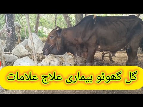 Haemoragic septicaemia in Cattle Cow Buffalo treatment Diagnosis. By Dr ...