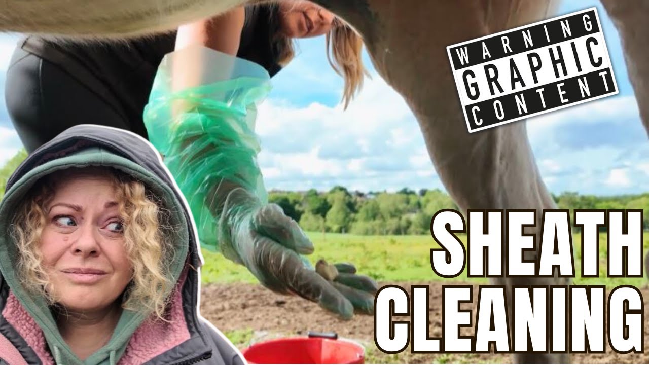 Equine Health: Sheath Cleaning by a Professional 2025 - YouTube