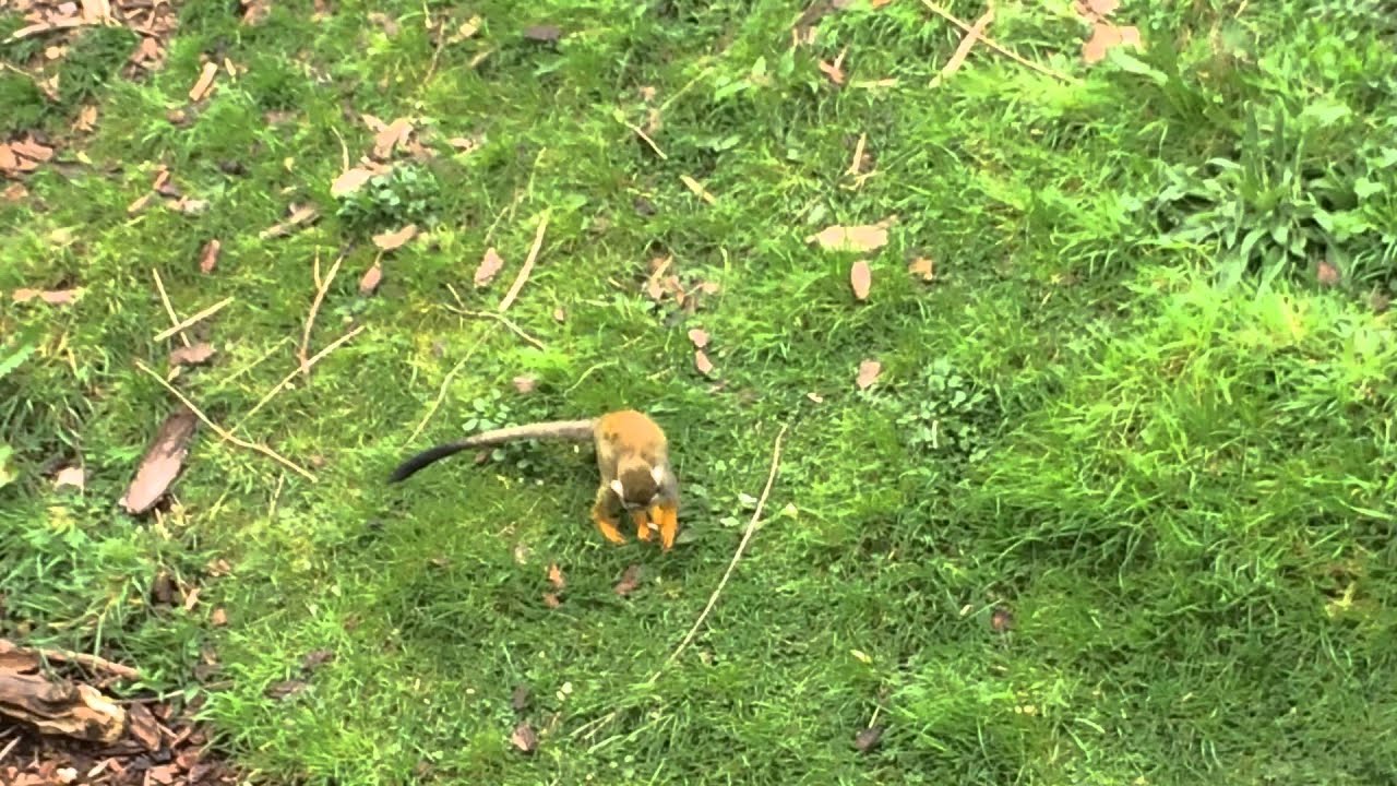 Capuchin and Squirrel monkey outdoor enclosure - YouTube