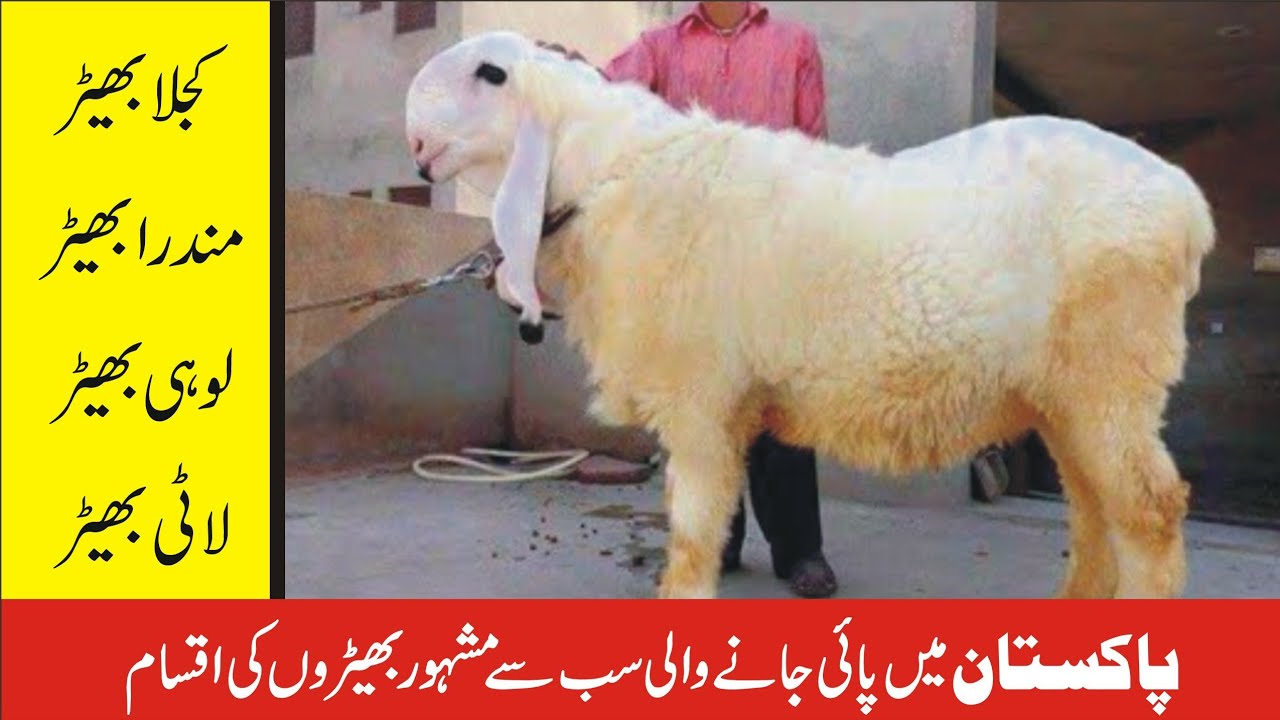 Top Sheep Breeds in Pakistan ||Kajla Sheeep || Mundri Shee|| پاکستان کی ...