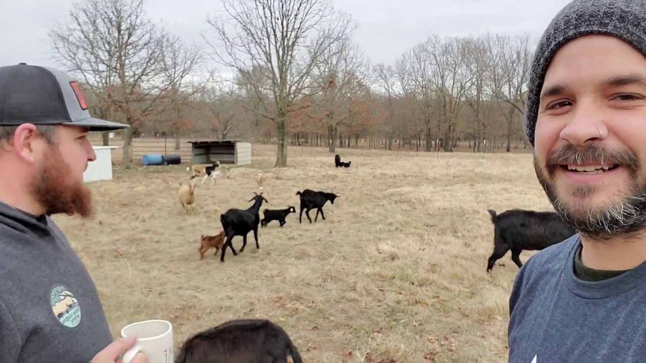 Tons of BABY GOATS @ Hidden Heights Farm! - YouTube