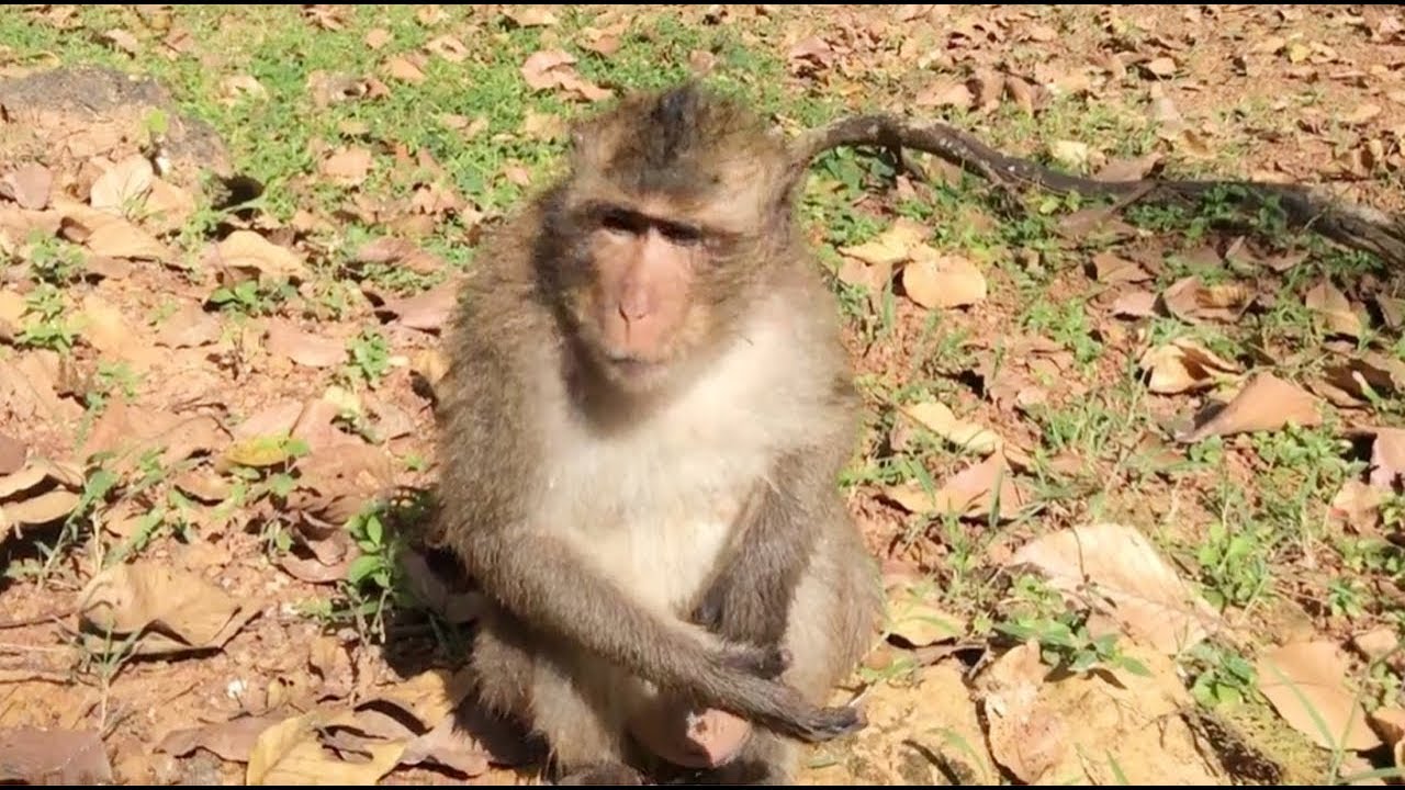 Monkey sick after get attack from other monkey, monkeys 1062 Tube BBC ...