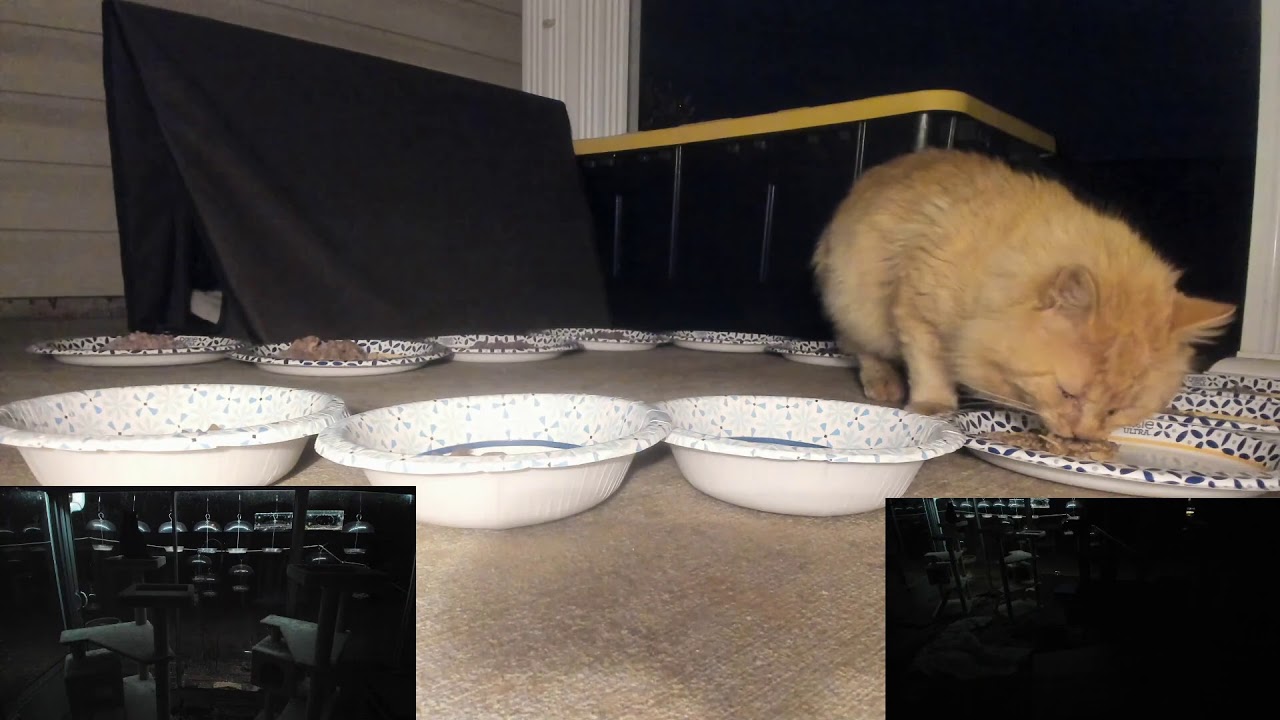 Kitten Cam - YouTube