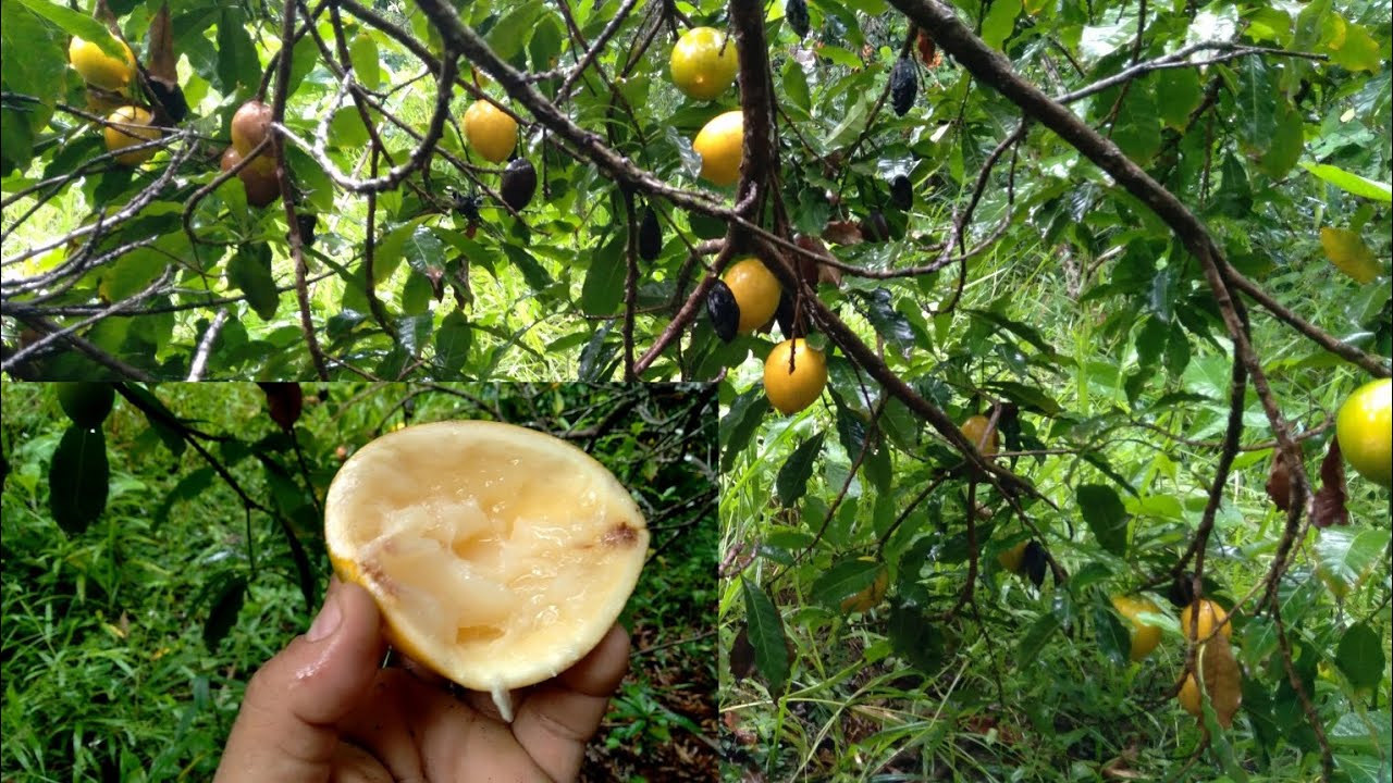 ABIU FRUTA TROPICAL ORIGINÁRIA DA AMAZÔNIA - YouTube
