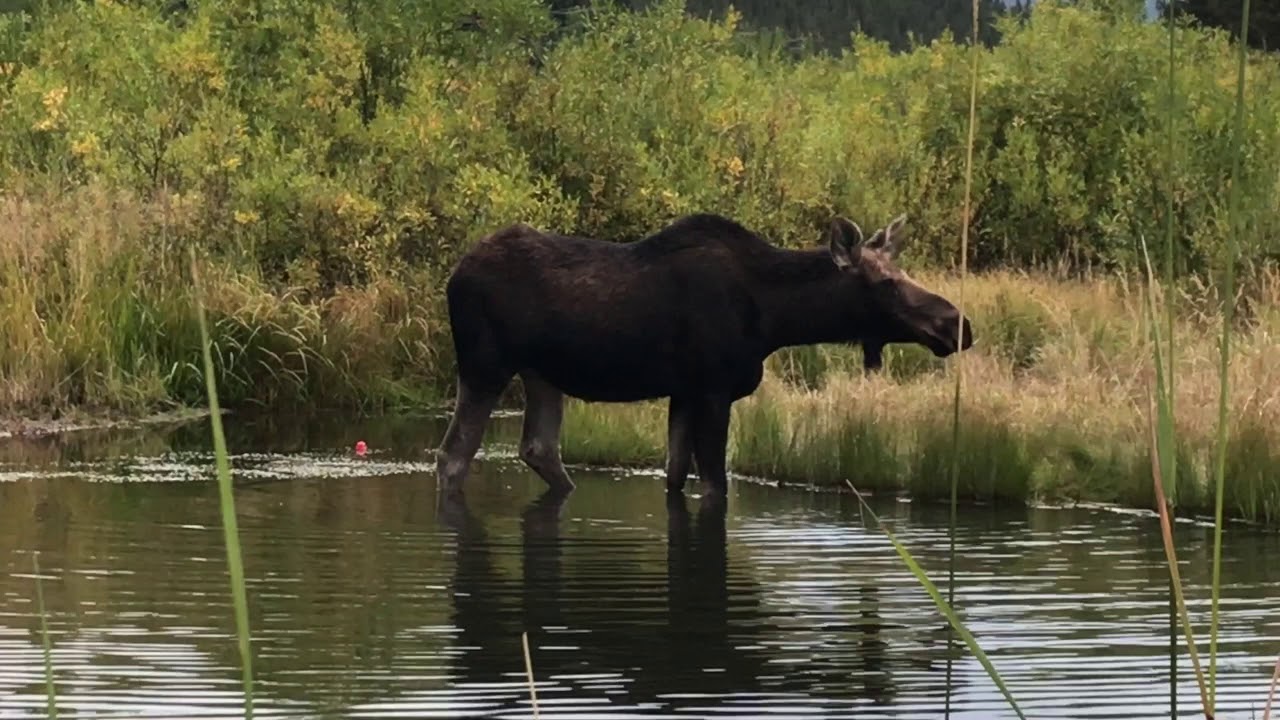 Sample of: Calming "Wild"life Behavior 2019 - YouTube