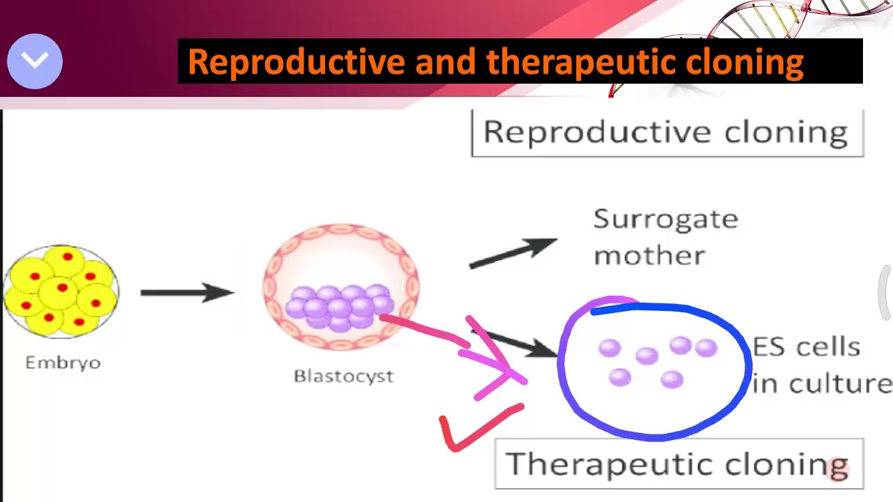 lec 7 cloning.biotechnology part 7 - YouTube