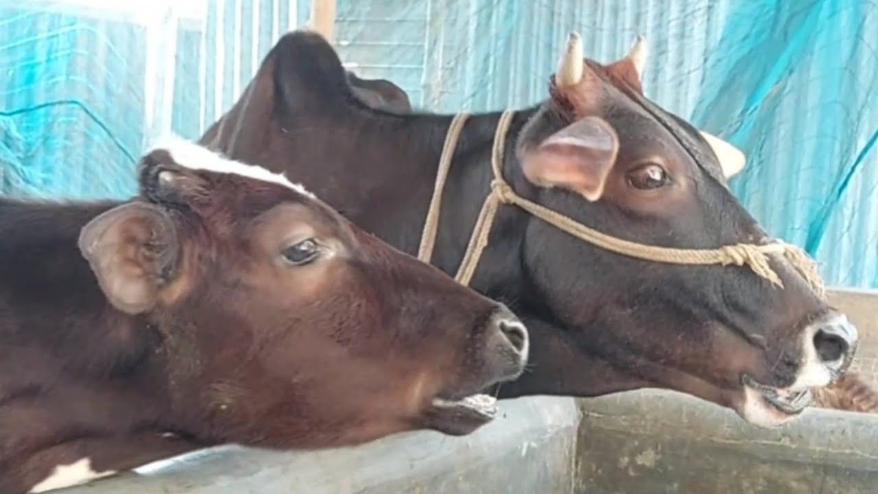 Cow Sound, Are You Ready To Hear The Sound Of Cows? Let's Listen To The ...