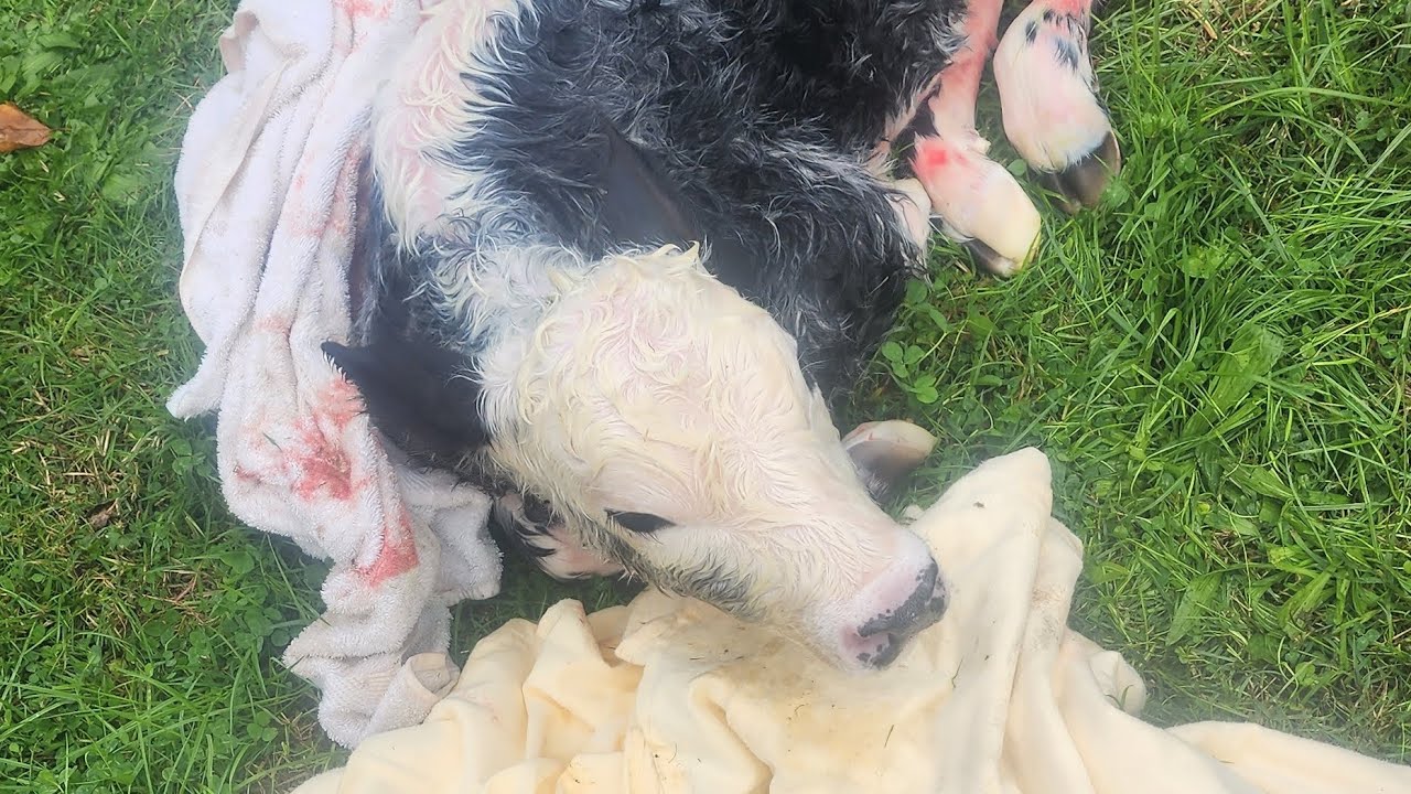Emergency C-section on a young heifer - YouTube