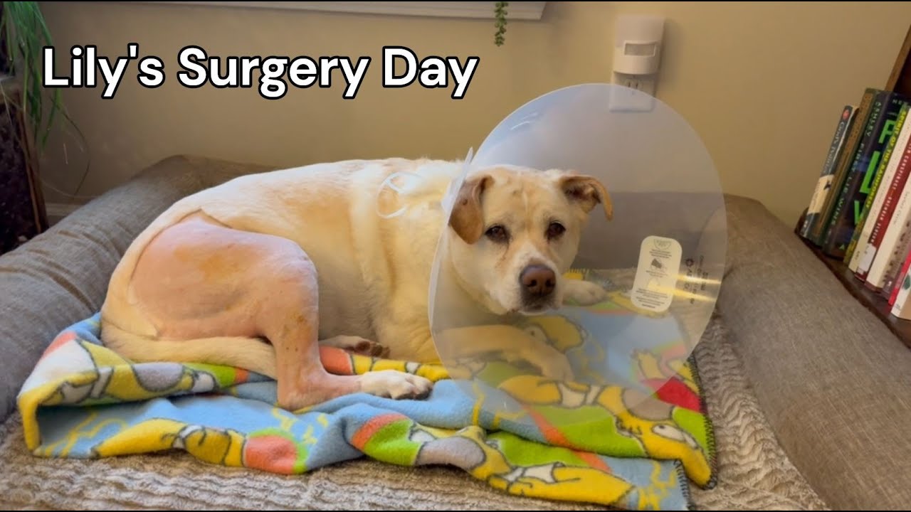 Lily's ACL Surgery, Dog CCL Repair, Lily's loving parents #dog #dogs # ...